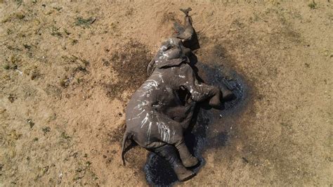Zimbabwe At Least 100 Elephants Die In National Park Amid Drought