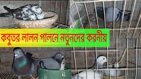 কবুতর পালনে নতুনদের কি করনীয়।। Parag And Pets Youtube