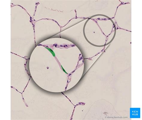 Lung Anatomy Histology And Functions Kenhub