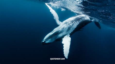 Explore 120 Moby Dick Quotes To Find The Hidden Wisdom