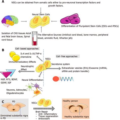 Emergence Of Neural Stem Cells In The Adult Brain And Alternative