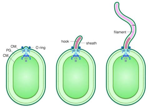 Flagella Function