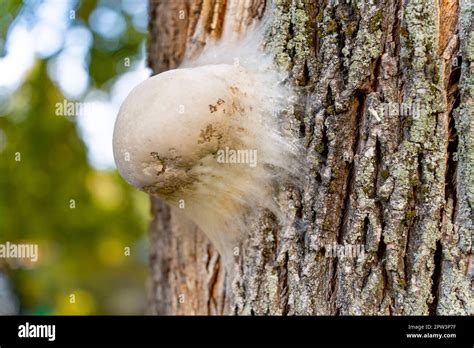 A Fungus Growing On The Bark Of A Tree Stock Photo Alamy