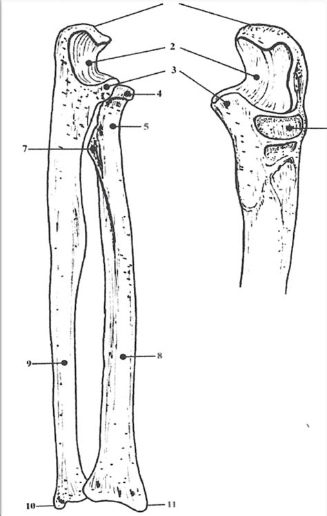 Forearm Diagram Quizlet