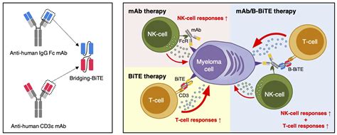 Development Of A Novel Bispecific Antibody Therapy To Overcome Myeloma