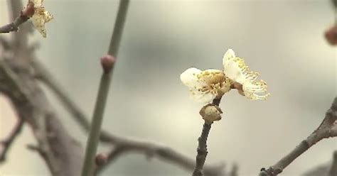 개나리·진달래 올해 평년보다 2~3일 늦게 펴