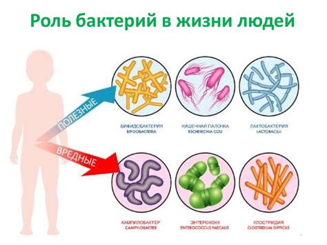 Значение бактерий в природе и для человека презентация онлайн