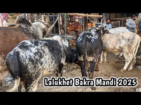 Lalukhet Bakra Mandi Today Update On January AJ Qurbani Wala Maal Munasib Rates