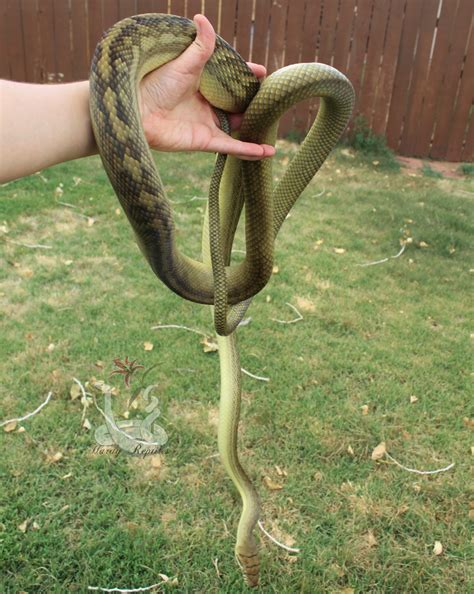 Merauke Scrub Python Female Progression Thread Page 37