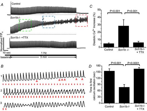 Ca2 Transients In Adult Ventricular Myocytes Dissociated From