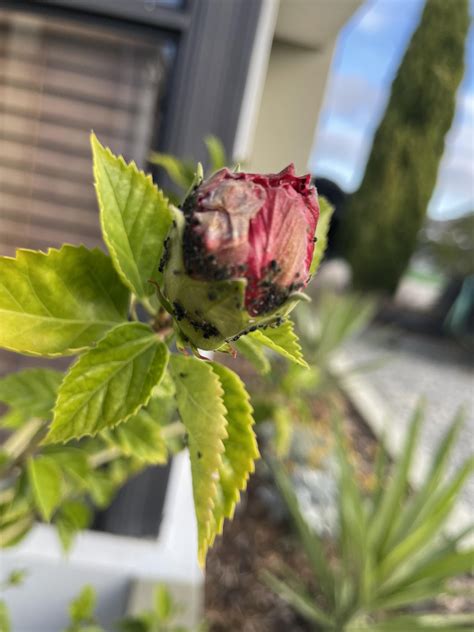 What Pest Is Eating My Hibiscus Rplantclinic