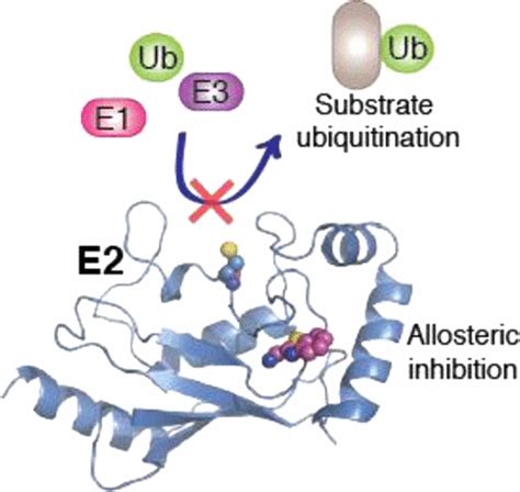 Allosteric Targeting Of The Fanconi Anemia Ubiquitin Conjugating Enzyme