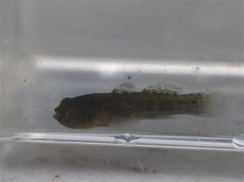 Naked Goby From Piermont Ny Usa On August At Pm By Jeremy Collison Seen At