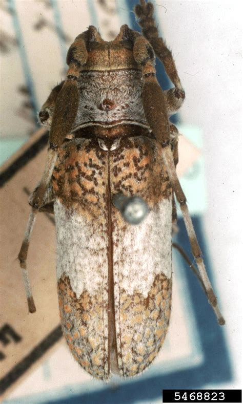 Twig Girdler Psyllotoxus Griseocinctus