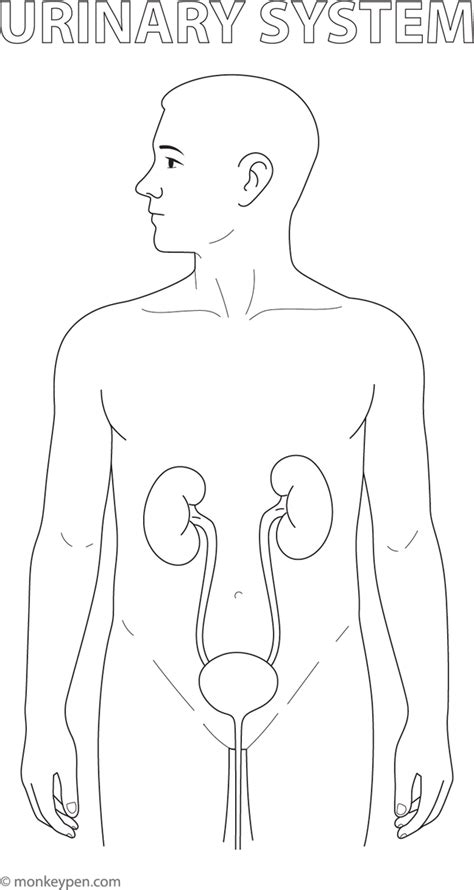 Urinary System Free Coloring Page