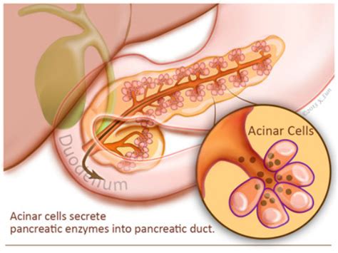 Acinar Cells And Islets Of Langerhans