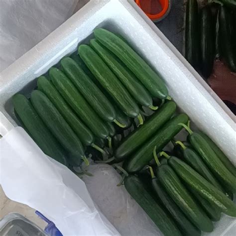 10大好黄瓜品种 惠农网