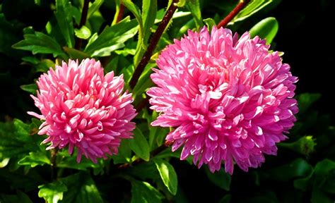 Ásteres Color De Rosa Flores Foto gratis en Pixabay Pixabay
