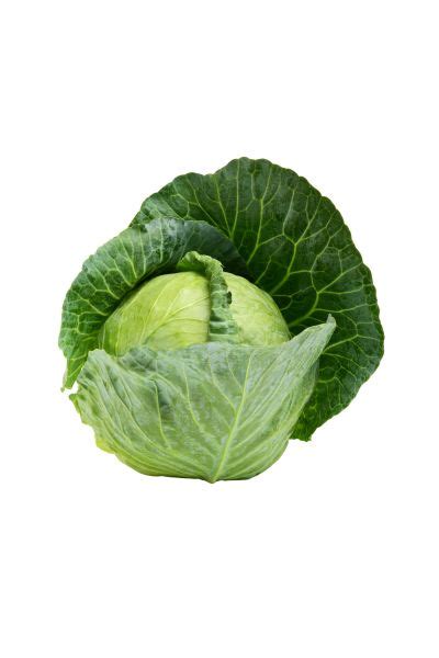 Bagged Cabbage E Armata Inc