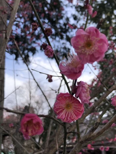 大前神社 真岡市の神社仏閣植物園花栃ナビ