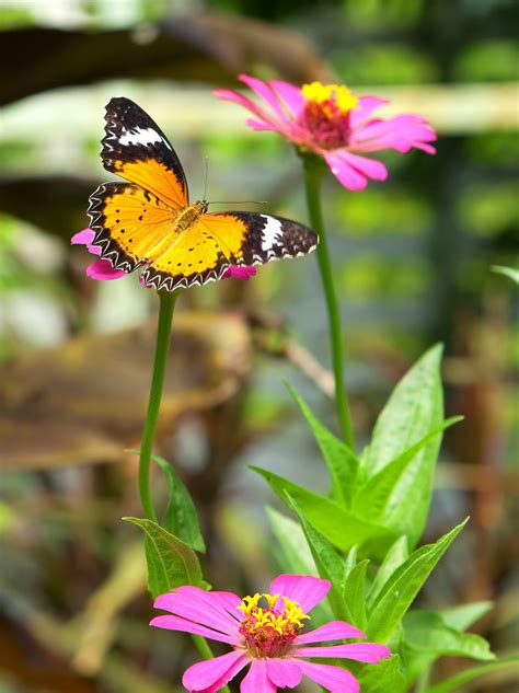 How To Attract Butterflies To Your Garden Popsugar Home