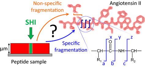 Irradiation Of Oligopeptide Films With Swift Heavy Ions Leads To