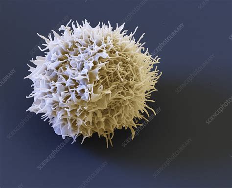 Dendritic Cell Sem Stock Image C038 7049 Science Photo Library
