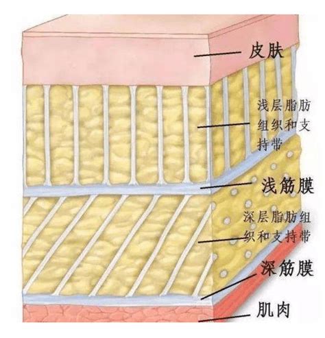 筋膜枪选购指南超全选购知识我们该关注筋膜枪的哪些参数 知乎