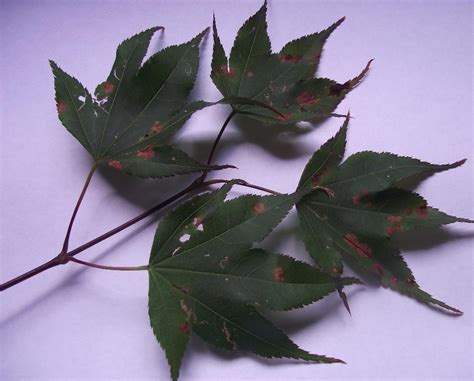 Trees Rust Spots On Japanese Maple Gardening Landscaping Stack Exchange