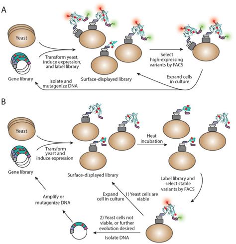 Applications Of Yeast Surface Display For Protein Engineering Pmc