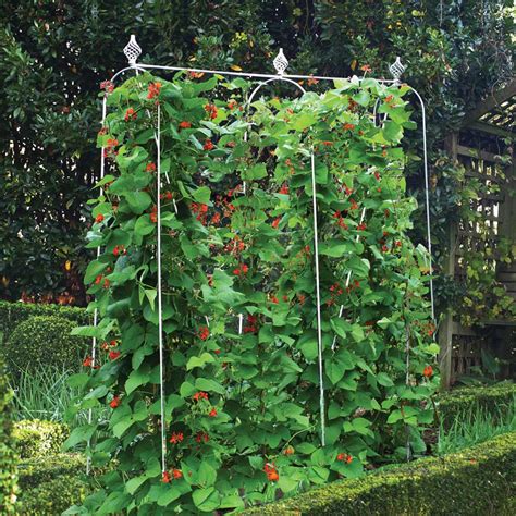 Elegance Runner Bean Frame Plant Frames And Supports Agriframes