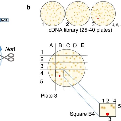 Schematic Representation Of The Expression Cloning Strategy A Summary