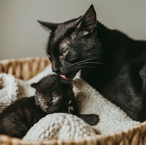 Do Cats Eat Their Kittens 7 Reasons Why Mother Cats Eat Kittens
