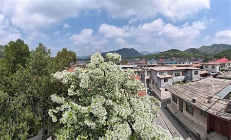 千年降龙树花开似雪 香飘十里美如画 首页视频 舜网新闻