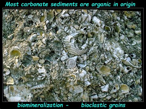 Ppt Carbonate Sediments And Depositional Environments Powerpoint