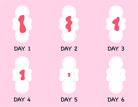 The 4 Phases Of The Menstrual Cycle — By Your Future Sex Therapist