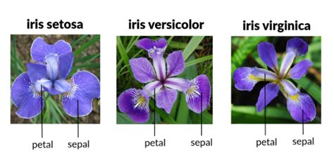 Github Ruchitasuranagiclassification Of Iris Datasets Using Svm