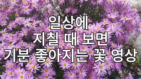 어여쁜 분홍 꽃 야생화 무음 Youtube