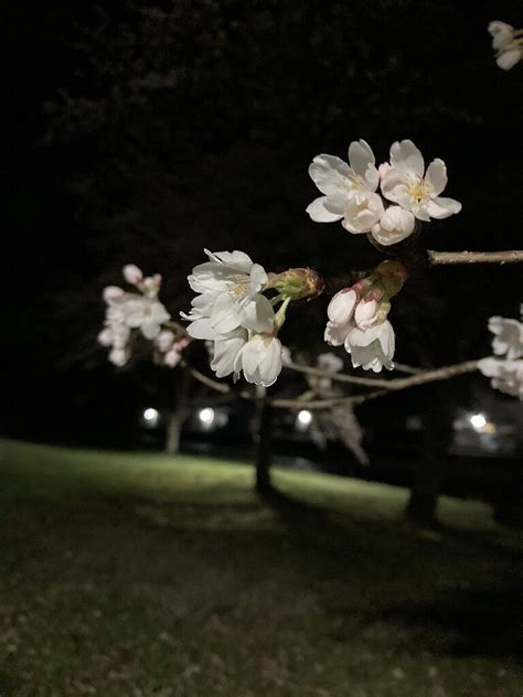 夜桜 ならかわ桜プロジェクト 短歌の詠みたくなる風景