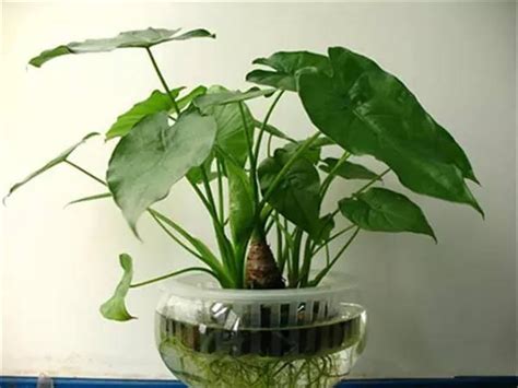 家庭養花想要養好花先從養葉開始吧 每日頭條