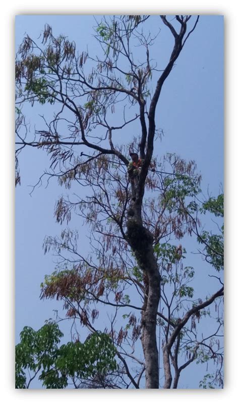 Inab Guatemala La Dirección De Manejo Y Conservación De