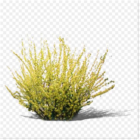 Yellow Grass Png 10 Free Cliparts Download Images On Clipground 2025