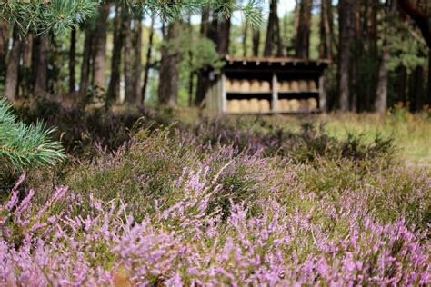 Mastering Bee Nuc Boxes A Complete Guide Beekeeper Corner