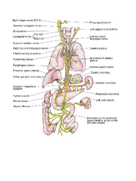 Nervus Vagus Nervus Accessorius Nervus Hypoglossus Dr Vereczki