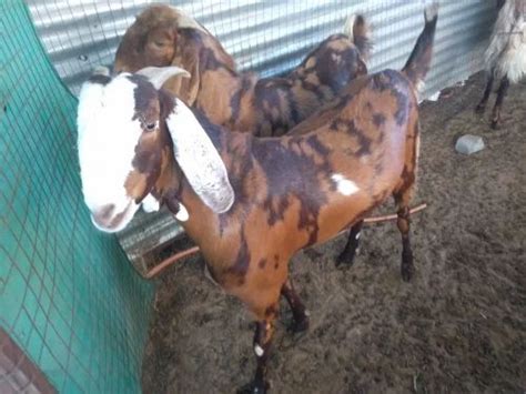 Gujari Male Goat At Rs 350 Kg Goat In Alwar ID 2851421124488