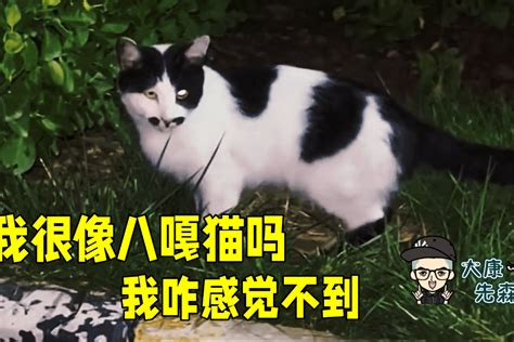 猫咪我很像八嘎猫吗我咋感觉不到 萌宠视频 搜狐视频