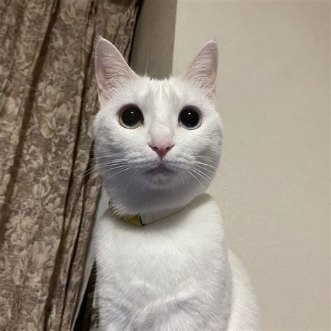 8月8日は 世界猫の日”！記念してファミマ限定4匹のにゃんこがパケイラストになった「にゃんともおいしい爽やかチーズケーキ」発売 Emo