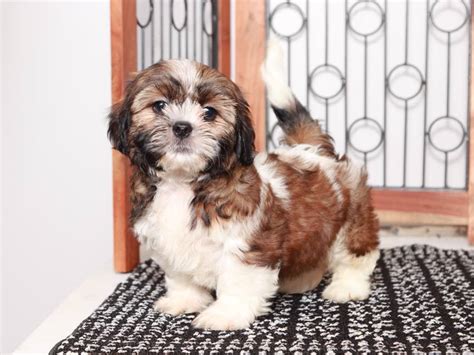Puppies Shichi