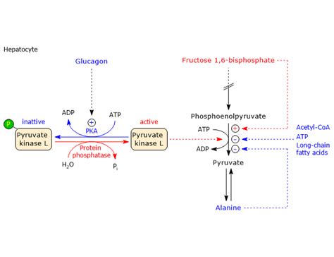 Pyruvate Kinase Glycolysis