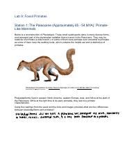 The Evolution Of Primates Fossil Discoveries And Differences Course Hero